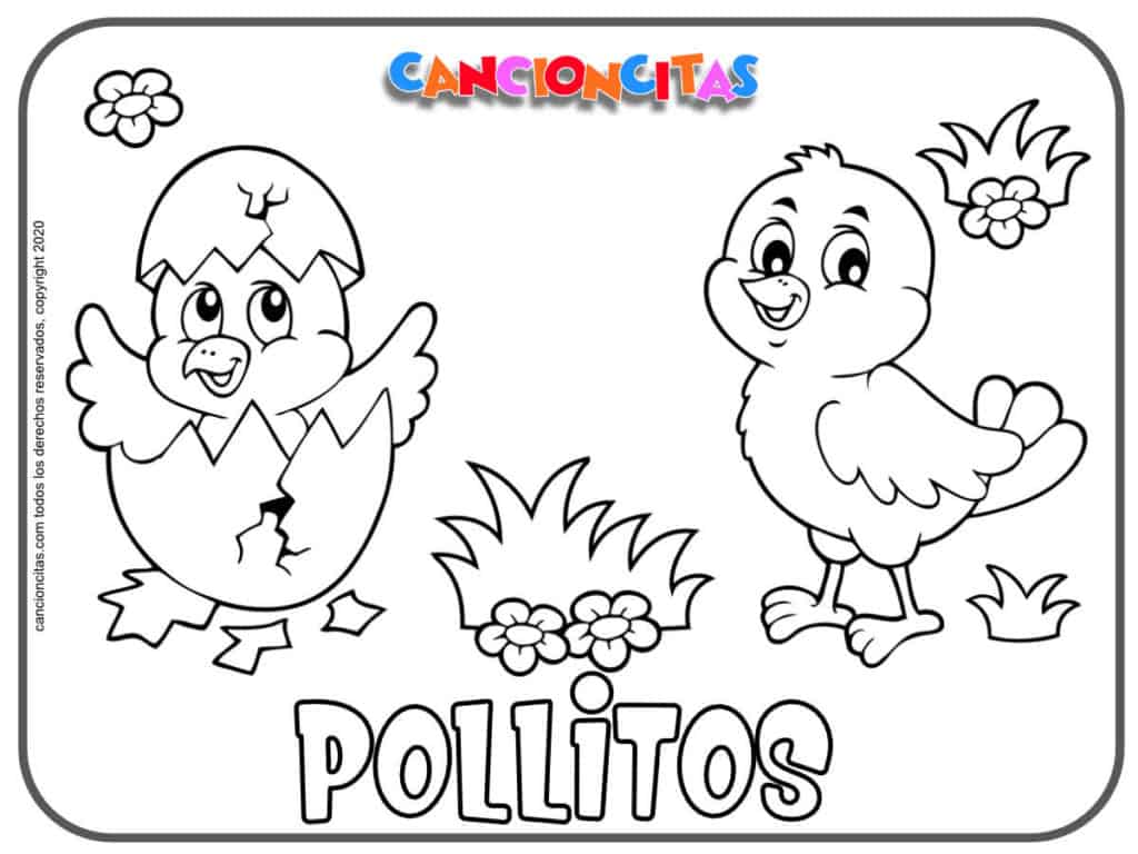 Pollitos - Cancioncitas